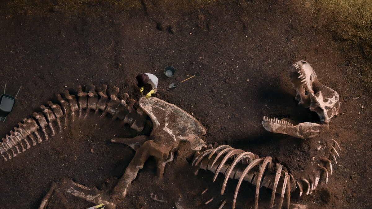 Researchers Discover Fossil of 'Bear Dog' Species That Roamed France 12 ...