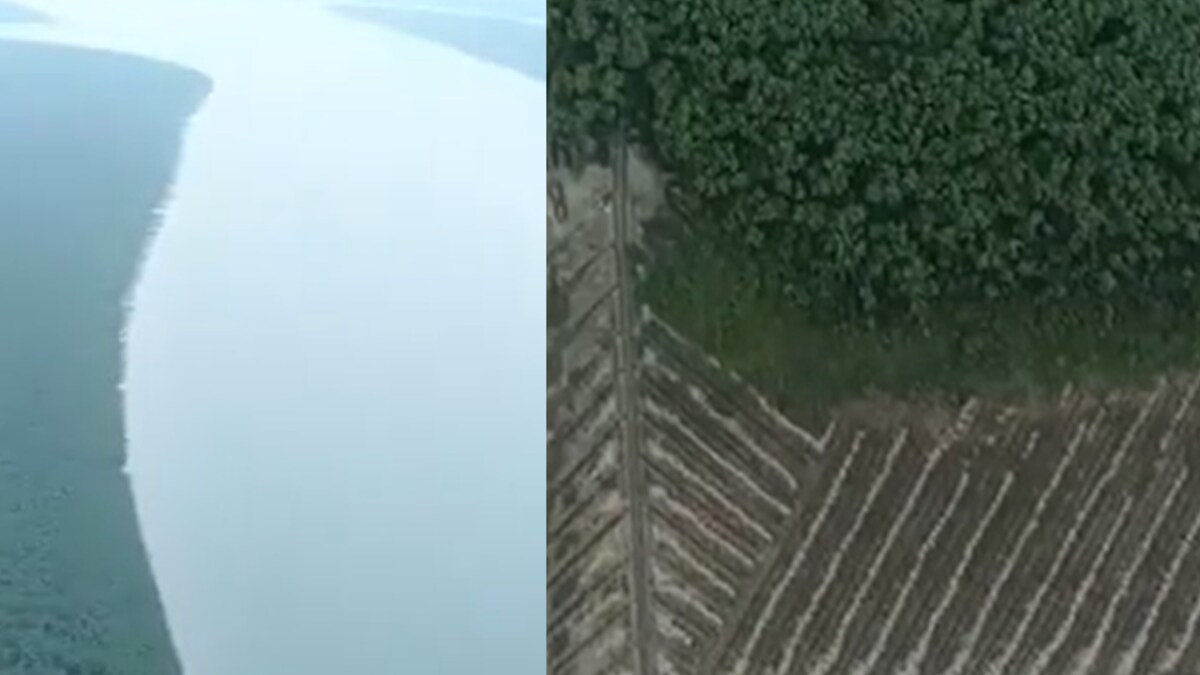 WATCH: Ingenious Fishbone Technique Being Used to Revive Mangrove ...