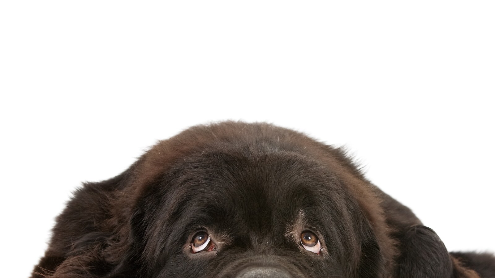 Guard Dog Lies Down Next to Drug Dealers in Epic Fail During Police ...