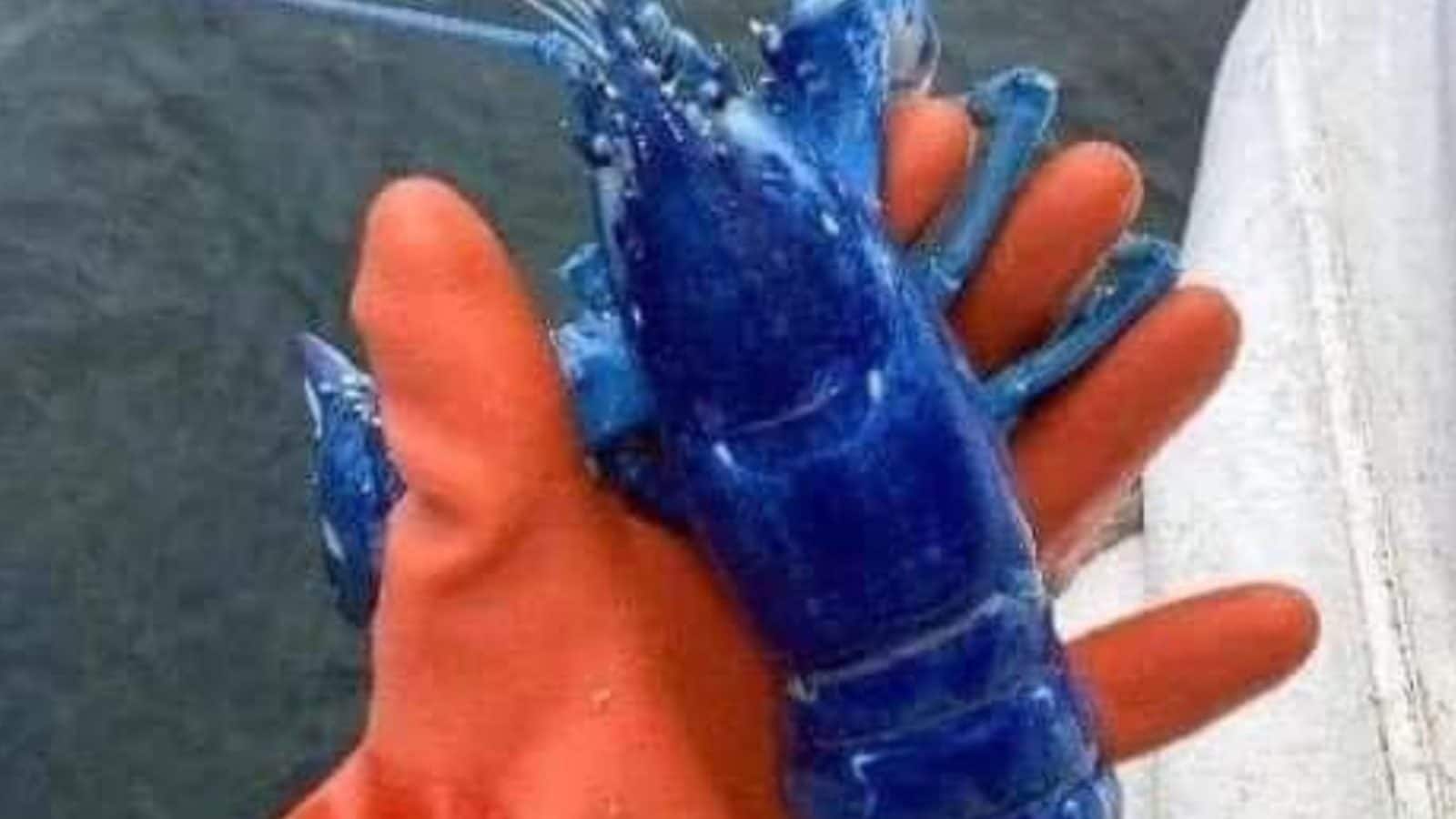 US Fisherman Finds Extremely Rare ‘One in a Million’ Blue Lobster and ...