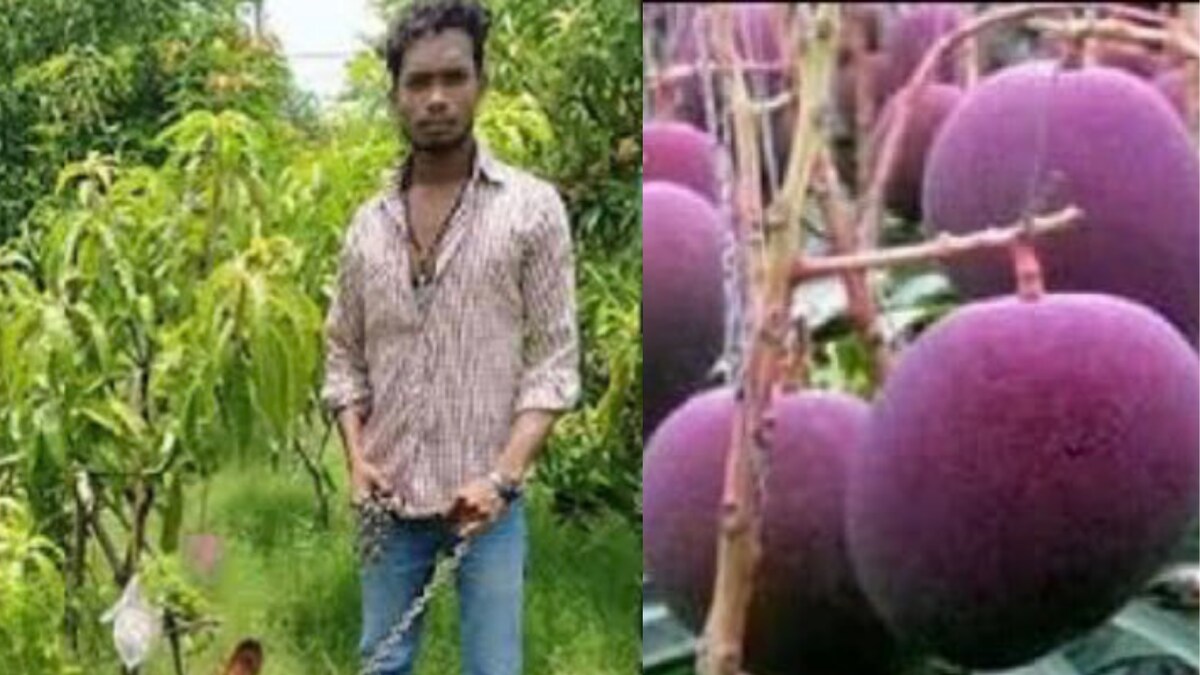 'Miyazaki': This Japan Breed of Mango Costs a Whopping Rs 2.7 Lakh Per ...