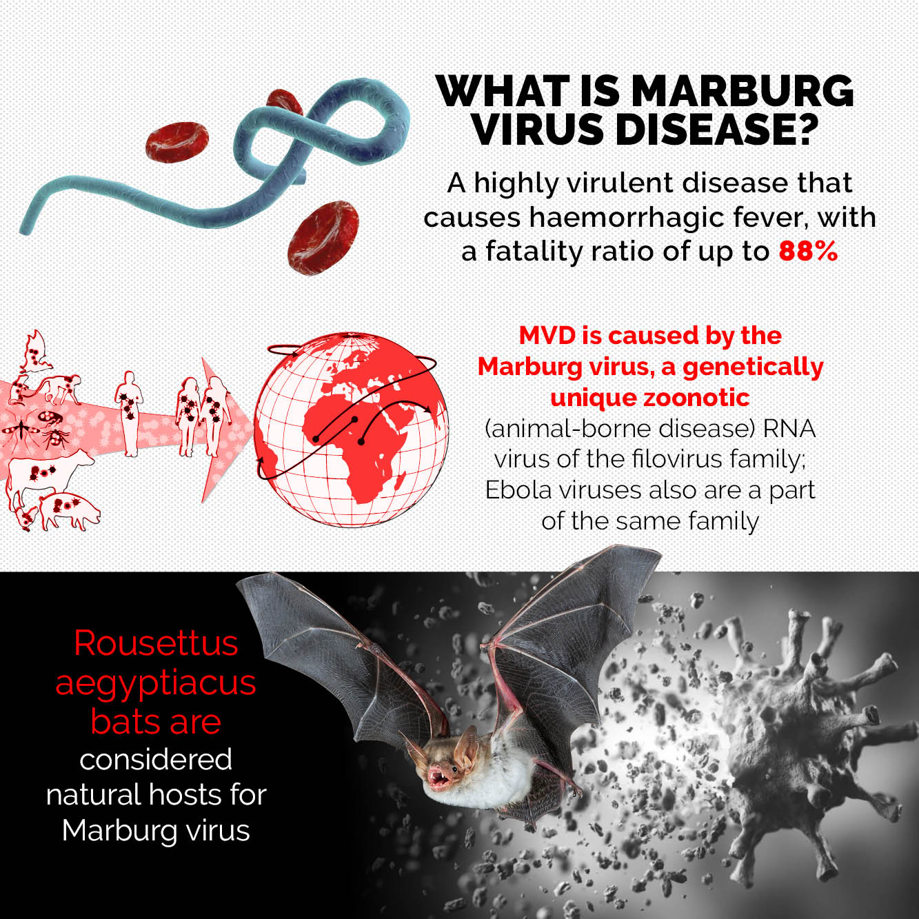 In GFX | What Is Marburg Virus Disease and Should You Be Worried? - News18