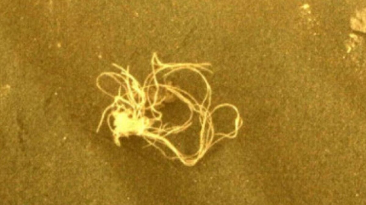 NASA's Perseverance Rover Discovers Noodle-like Object on Mars. But ...