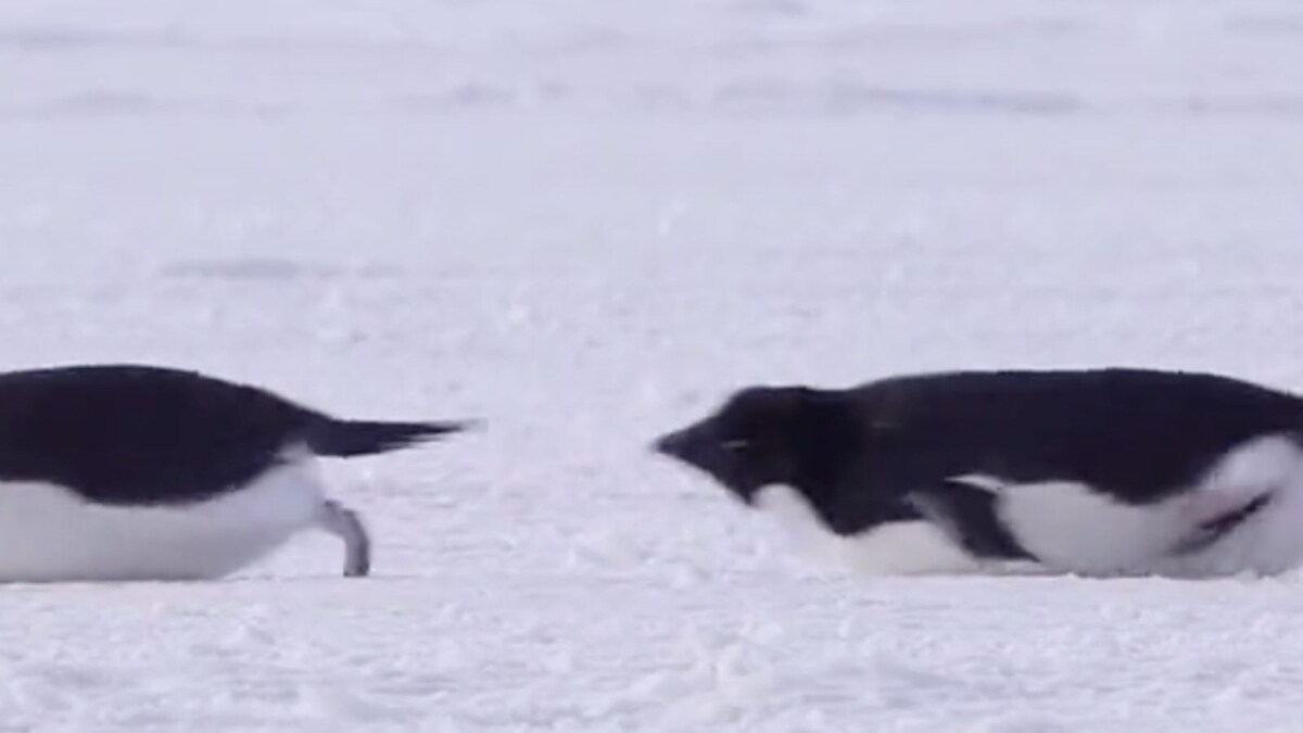 'Antarctic’s Morning Rush': Video Showing Penguins Sliding On Their ...
