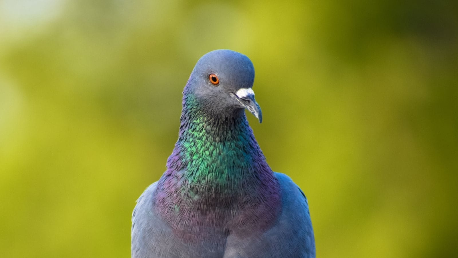 Missing UK Pigeon Found 4,000 Miles Away in US After Taking a Wrong ...