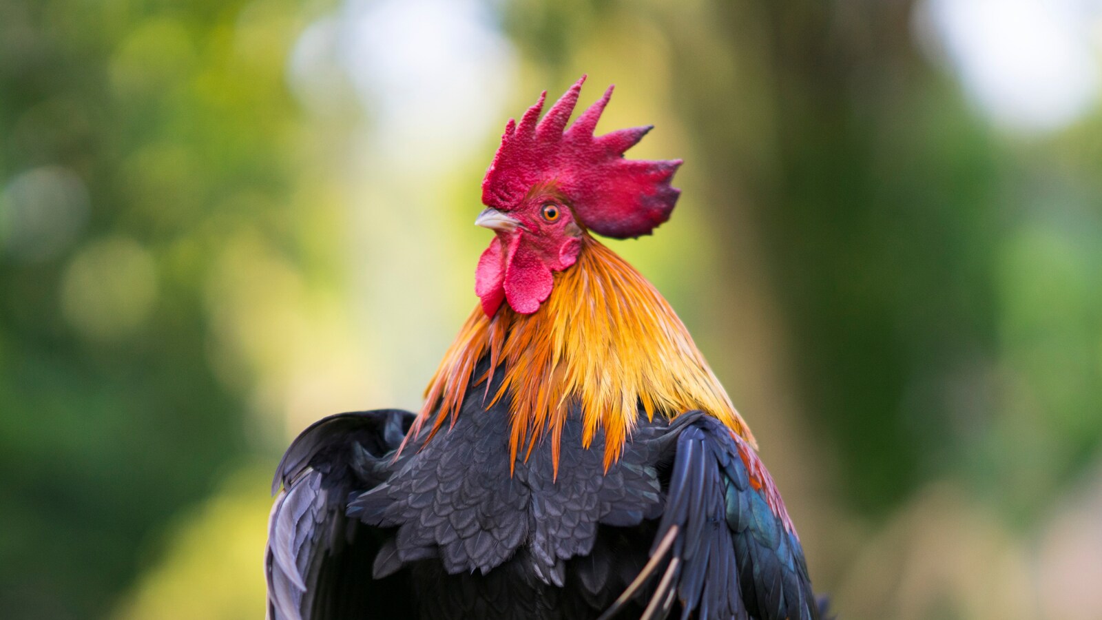 UP Family Holds 'Terahvin' For Rooster Who Died Saving Lamb From Dog ...