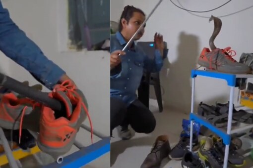 'Oddest Possible Places': Snake Found Curled up in Shoe Taken out by ...