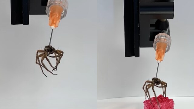 Necrobots: Researchers are Turning Dead Spiders into Robots | Buzz News ...