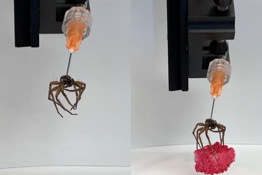 Necrobots: Researchers are Turning Dead Spiders into Robots - News18