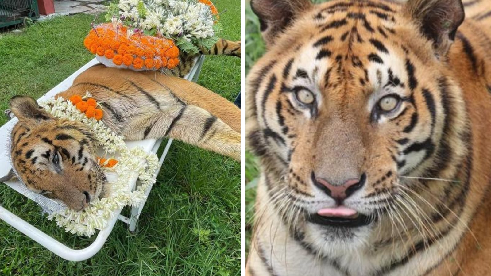 'Pride of India': Raja, World's Oldest Tiger in Captivity, Breathes His ...