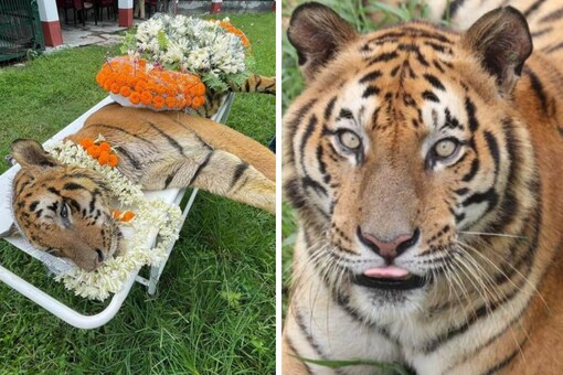 'Pride of India': Raja, World's Oldest Tiger in Captivity, Breathes His ...