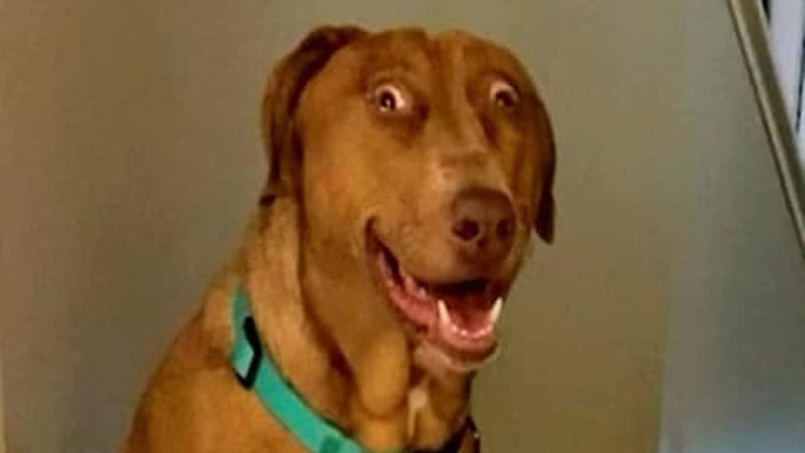 Meet Bella, the Unique Kansas Dog Who Looks Really Surprised All the ...