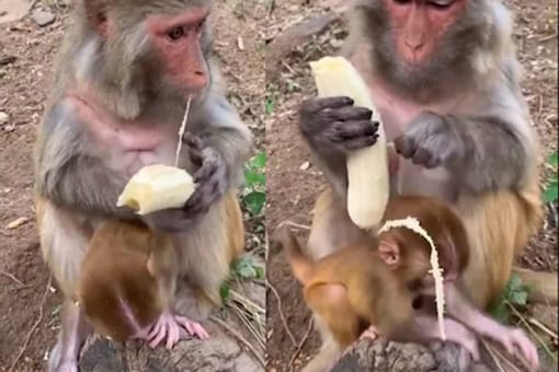 Watch: Monkey Peels Banana, Cleans Stringy Fibers Before Eating it ...