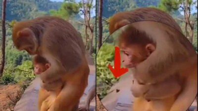 Watch: Monkey Performs Heimlich Manoeuvre On Its Choking Baby; Netizens ...