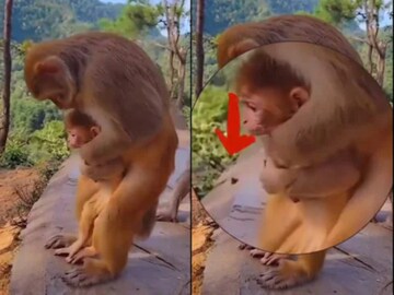 Watch: Monkey Performs Heimlich Manoeuvre On Its Choking Baby; Netizens ...