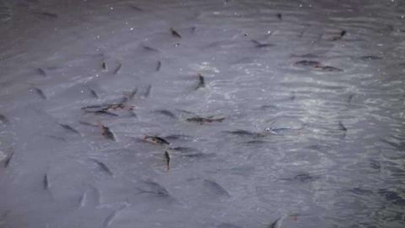 It’s Raining Fish in San Francisco; Here is Why | Buzz News - News18
