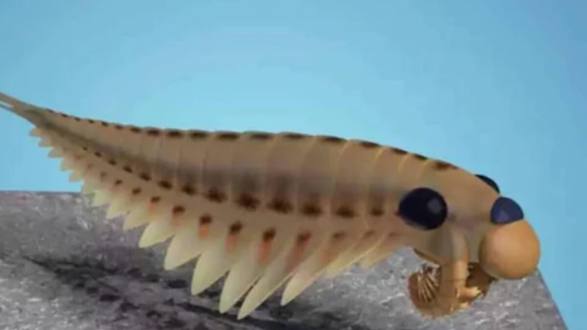 Scientists Rethink Evolution of Insects After Discovery of 500 Mn Years ...