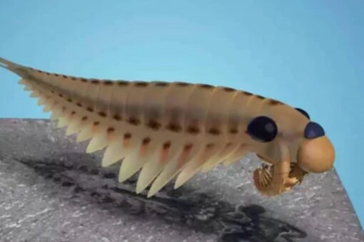 Scientists Rethink Evolution of Insects After Discovery of 500 Mn Years ...
