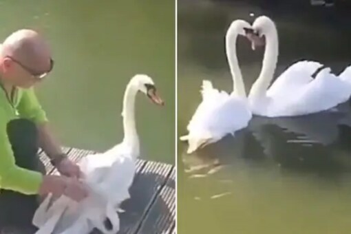 Viral Video of Swans Reuniting After Weeks of Separation Will Melt Your ...