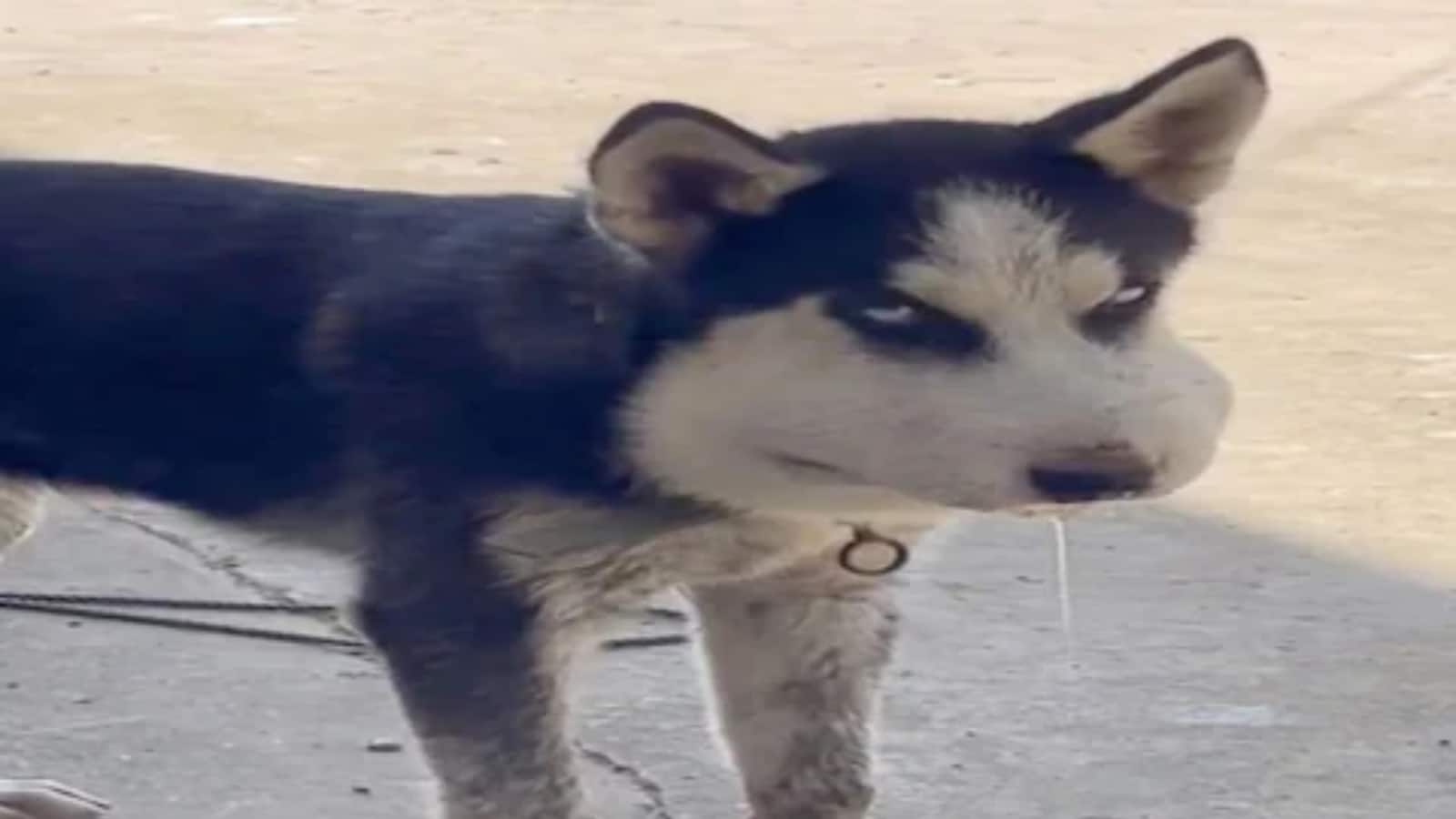 In China, Pet Dog's Face Swells to Double the Size After Being Bitten ...