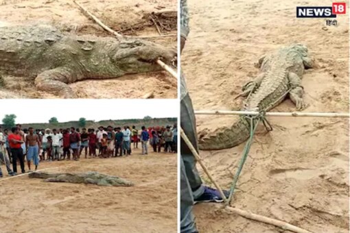 In MP, Villagers Capture Crocodile Claiming it Swallowed 10-Year-Old ...