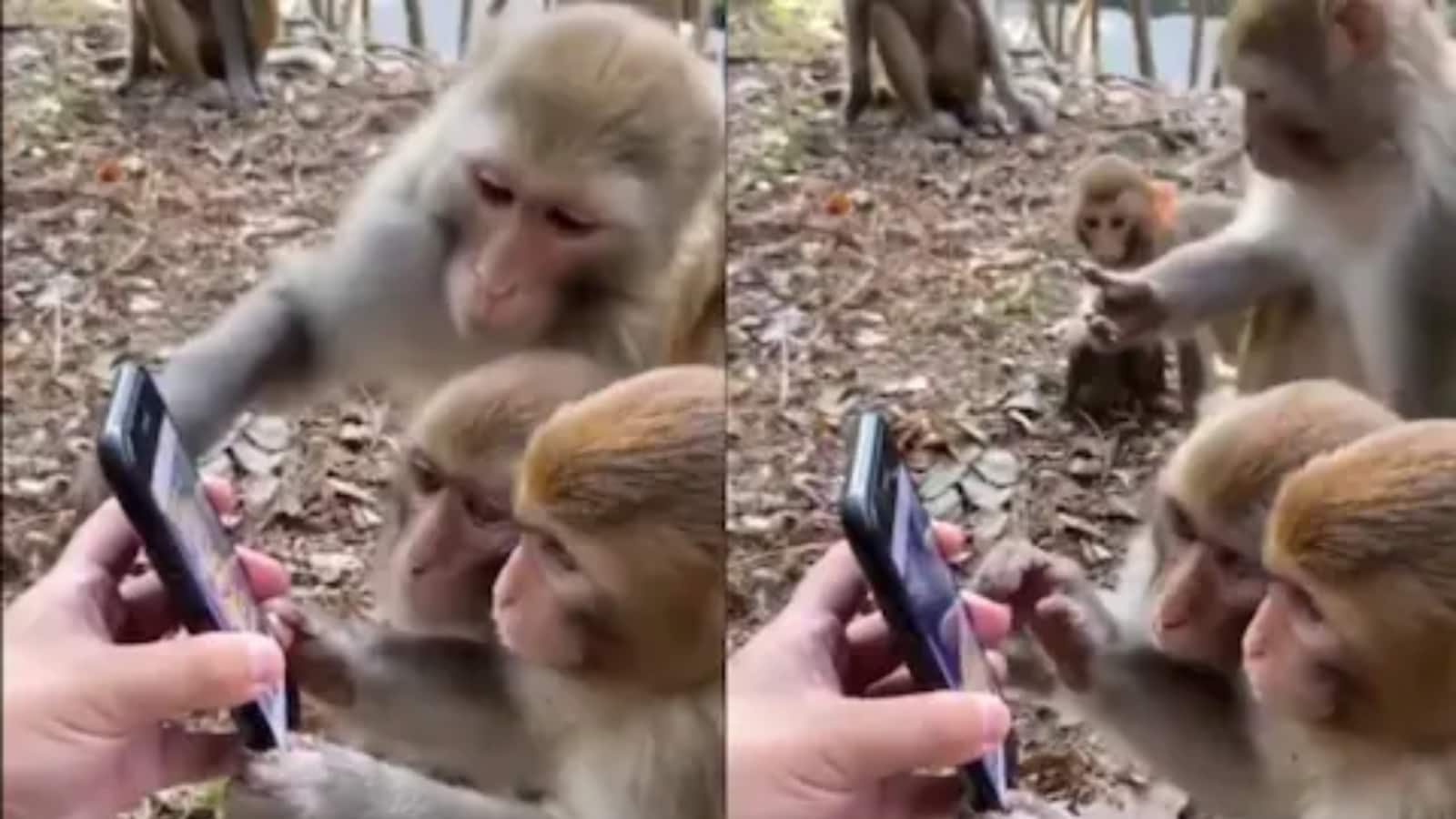 Video Of Monkeys Using Social Media Will Leave In Splits | Buzz News ...