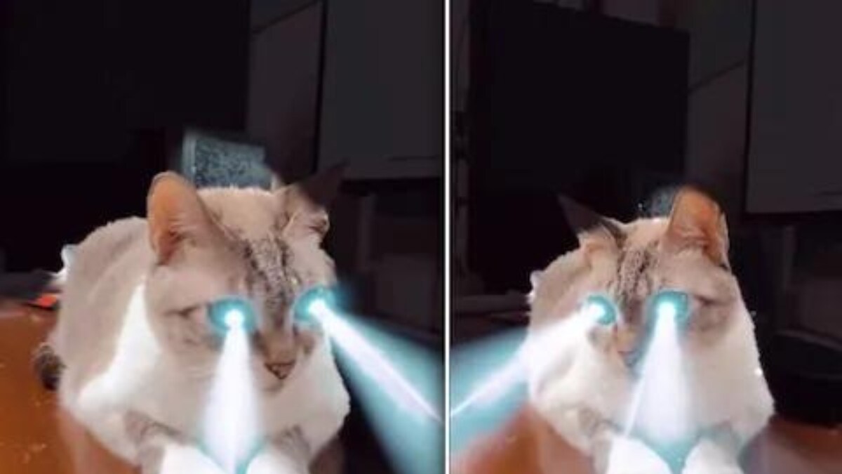 This ‘Laser Cat’ Emitting Rays Of Light From Its Eyes Is Viral; Watch ...