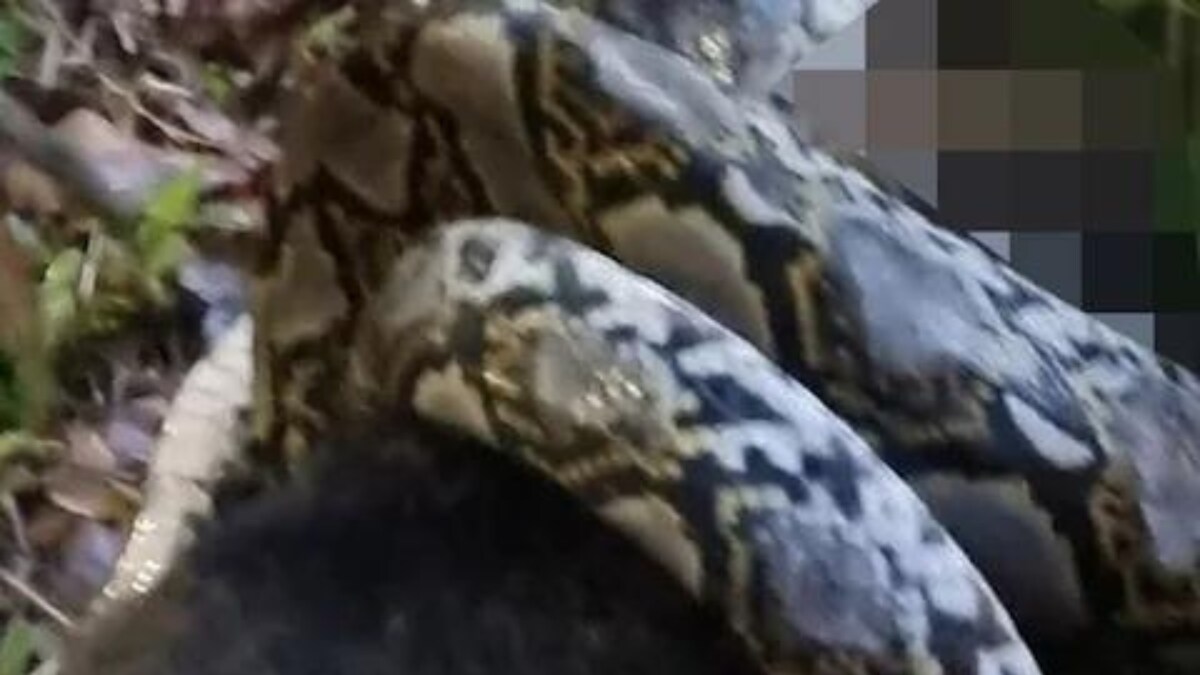 In Singapore, Locals Vow Revenge On Snake That Killed Their Beloved Cat ...