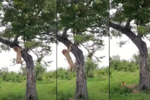 Watch: Lion Climbs The Tree To Feast On Prey, Here's What Happened Next ...