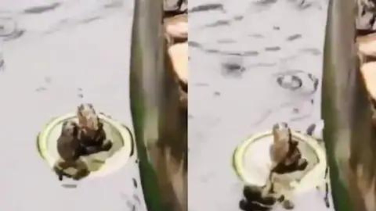 Funny Video Of Frog Pushing Another One From A Floating Bottle Cap Goes ...