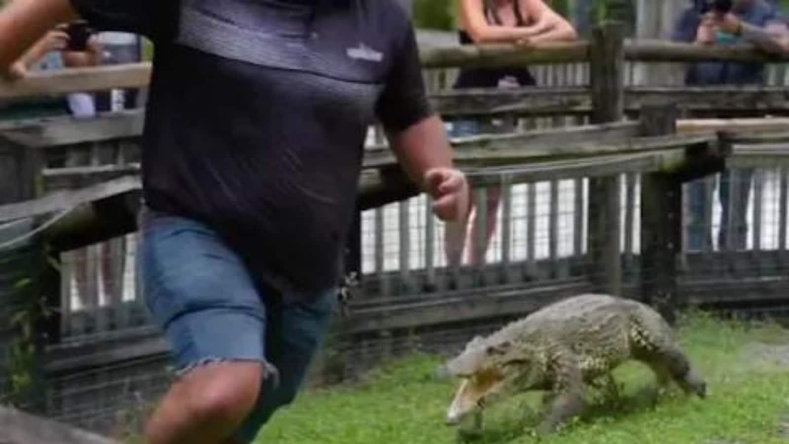 Cuban Crocodile Galloping Towards Man Is The Most Terrifying Sight On ...