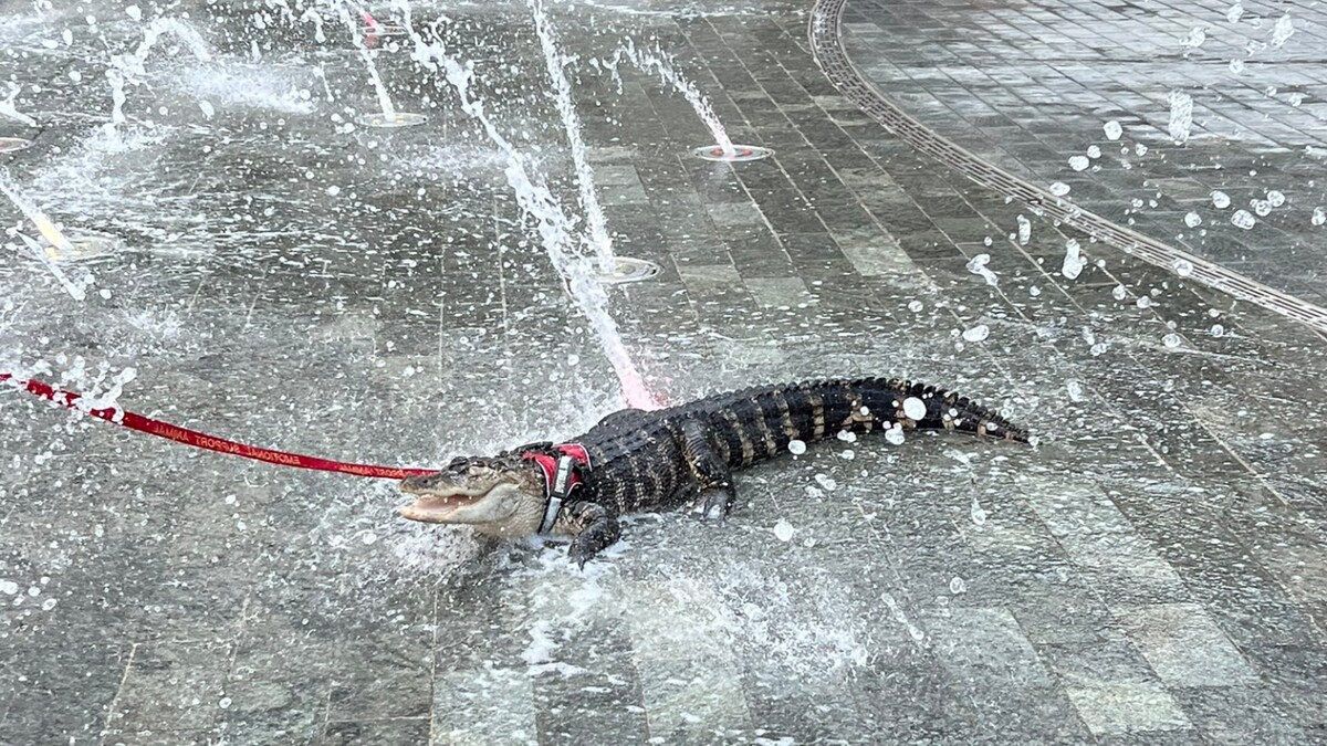 Meet Wally, the Emotional Support Alligator, Who Made the Famous Walk ...