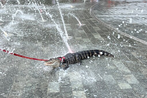 Meet Wally, the Emotional Support Alligator, Who Made the Famous Walk ...