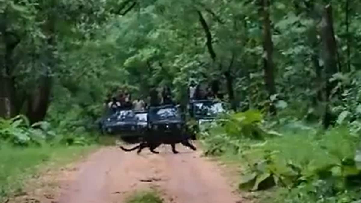 Caught On Cam: Rare Black Panther Spotted by Safari-Goers at Pench ...