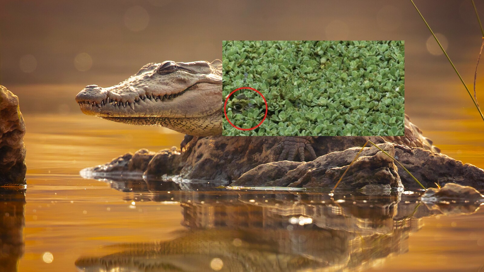 Optical Illusion: Are You Observant Enough to Locate The Crocodile in 5 ...