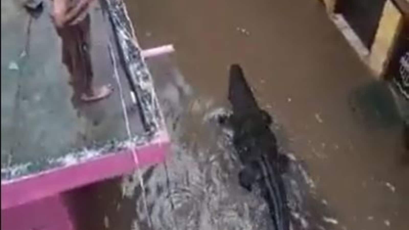 WATCH: 8-foot Crocodile Wading into Residential Area Causes Panic at MP's Shivpuri | Buzz News ...