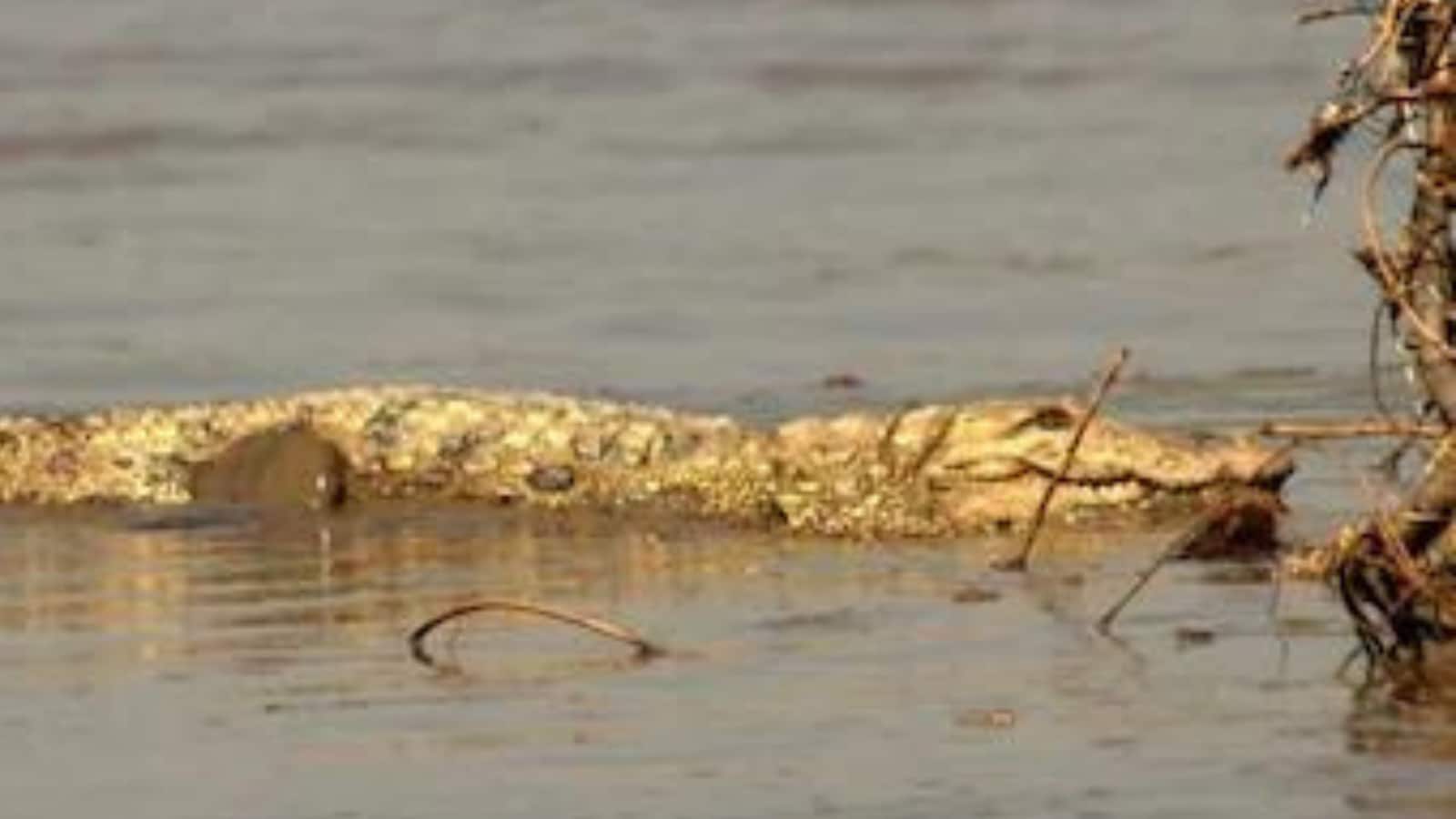 WATCH: Gigantic Crocodile Swept into Residential Area During Rains in ... WATCH: Gigantic Crocodile Swept into Residential Area During Rains in ...