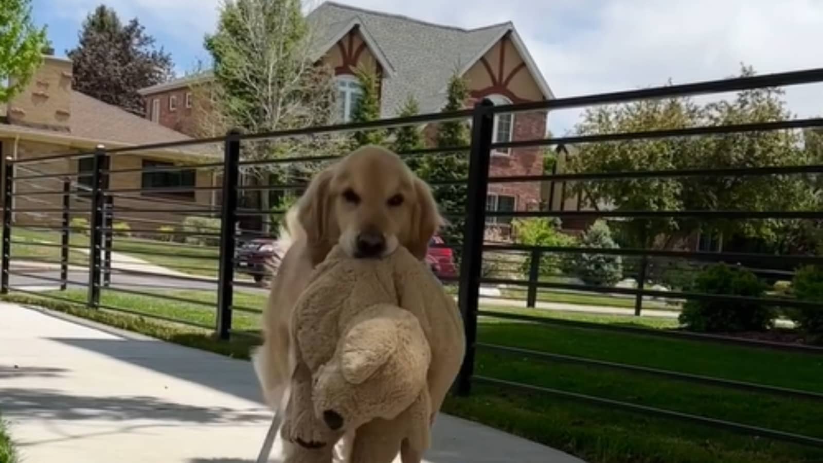 'Cuteness Overloaded': Golden Retriever Fin Takes His Fluffy Stuffed ...