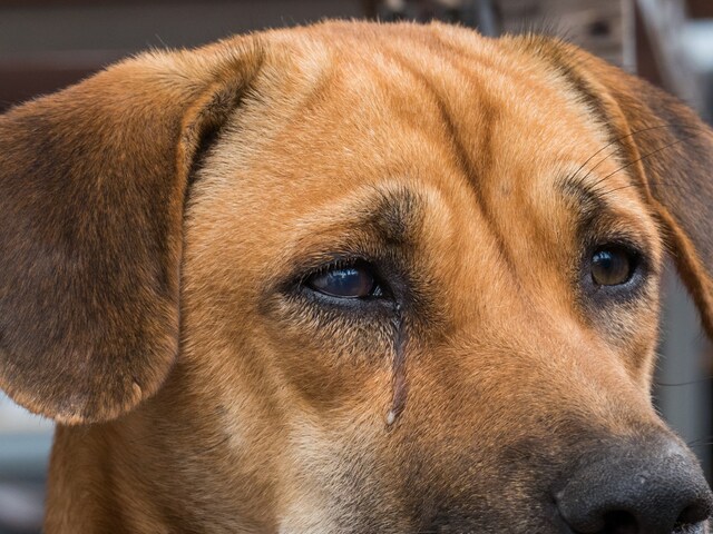 Dogs Get Teary-eyed When They Reunite With Their Owners, Study Reveals ...