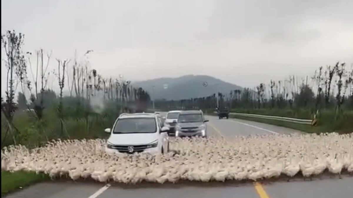 WATCH: Hundreds of Ducks Move Around Car in Circular Motion, Block ...