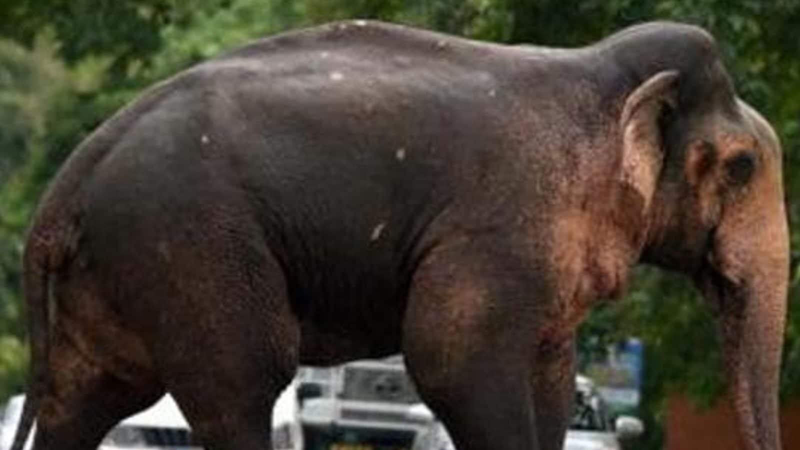 ‘Elephant Corridor’ Project in Bengal to Reduce Elephant-Human Conflict ...