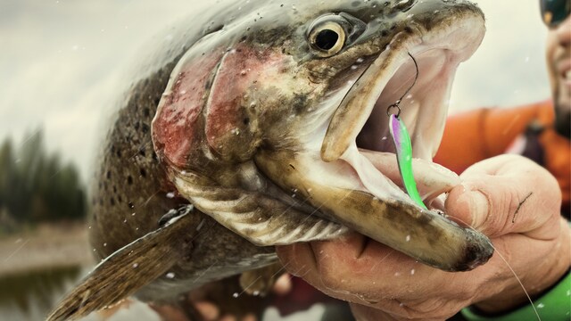 Fisherman Gets Ruler Tattoo Inked on His Leg to Measure The Fish He ...