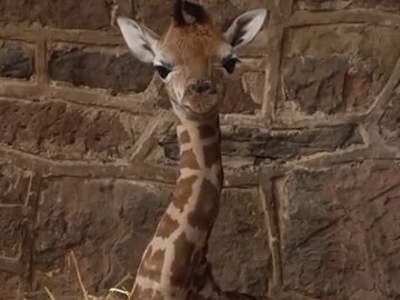 WATCH: Chester Zoo Captures Rare Baby Giraffe's First Wobbly Steps ...