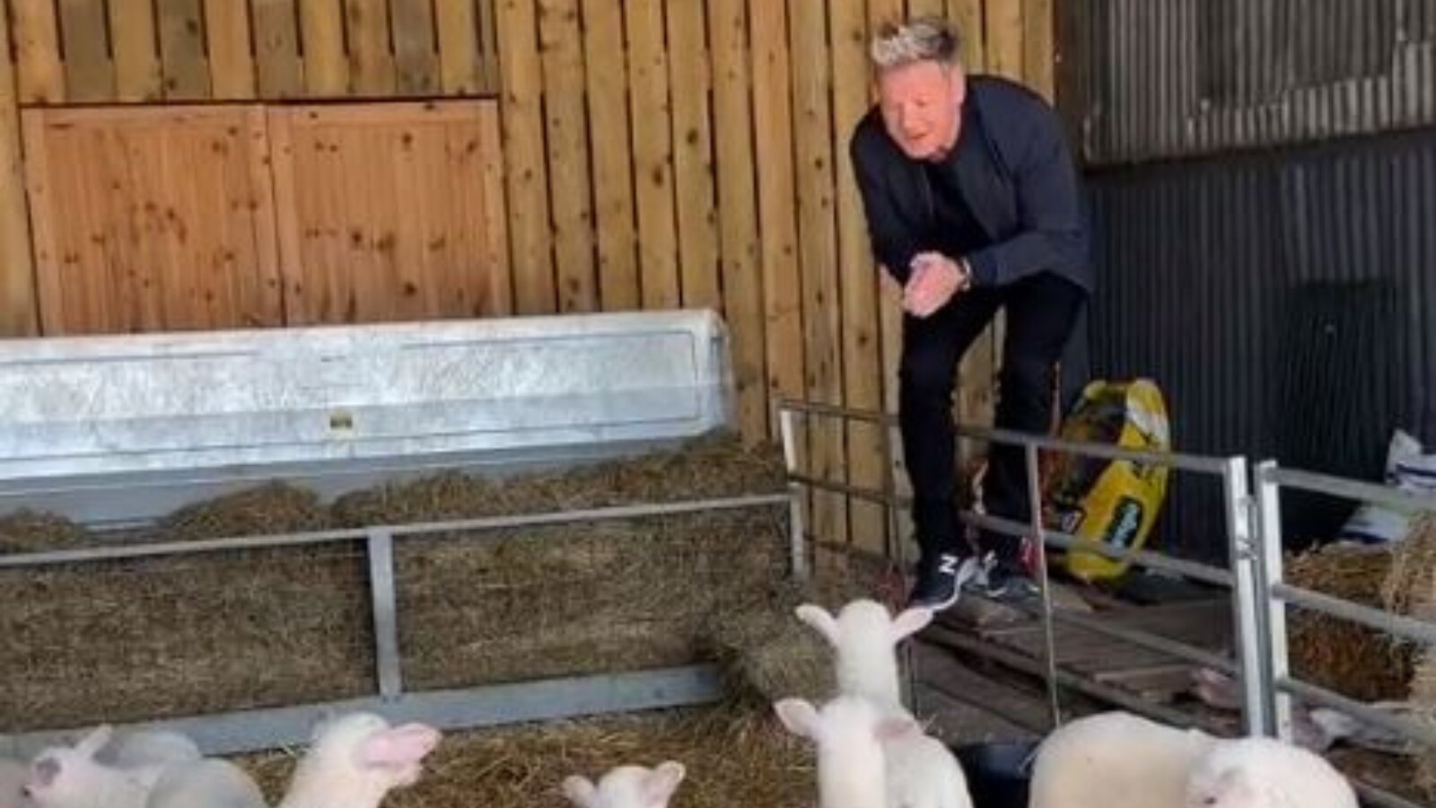 Gordon Ramsay Faces Heat After Joking About Lamb Slaughter in TikTok ...
