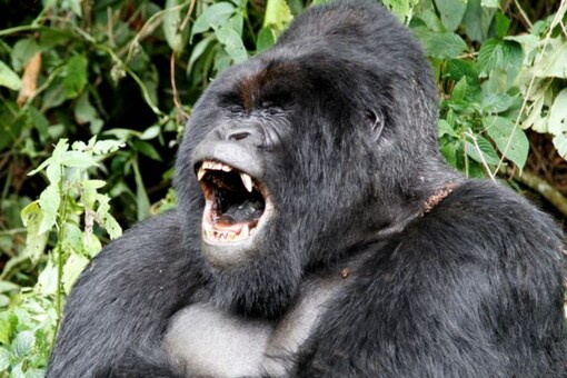 Key Evolutionary Change in Voice Box Helped Pave the Way for Human ...