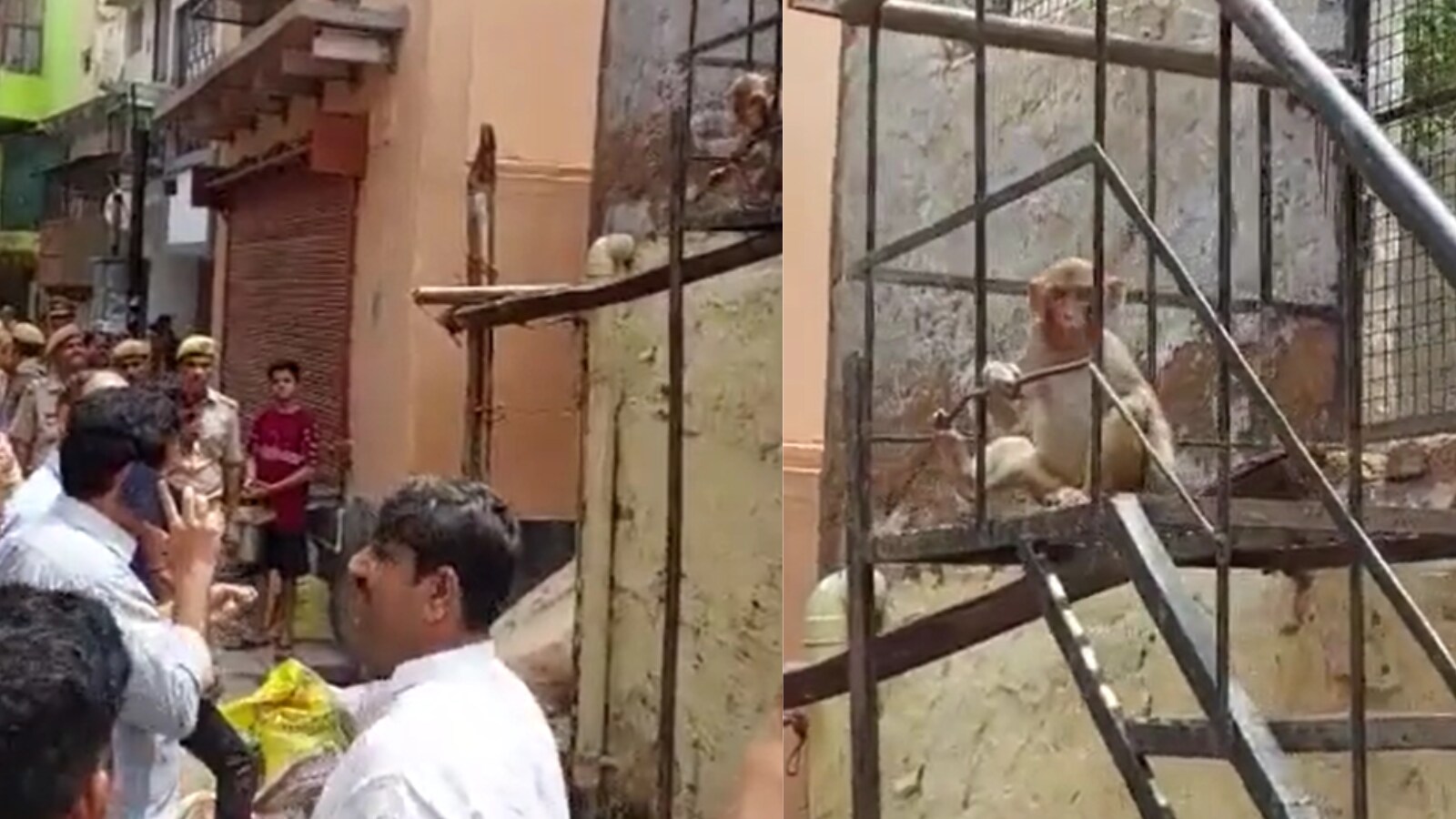 WATCH: Notorious Monkey Steals Mathura District Magistrate's Glasses, Video Goes Viral | Buzz ...
