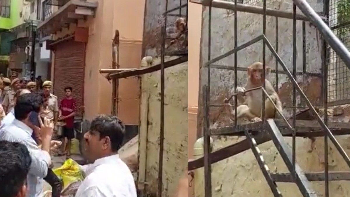 WATCH: Notorious Monkey Steals Mathura District Magistrate's Glasses ...