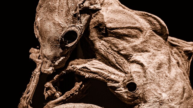 500-year-old Mummified Goat-Antelope Mix Found Amid Melting Alps ...