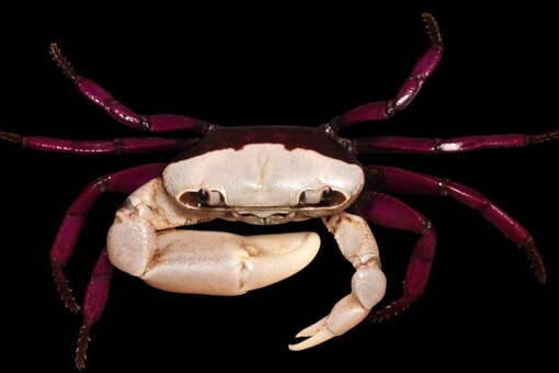 The Smallest Crab In The World