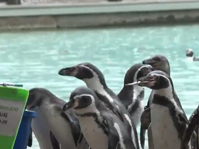 London Zoo Kicks Off Annual Weigh-In to Record Animals’ Vital ...